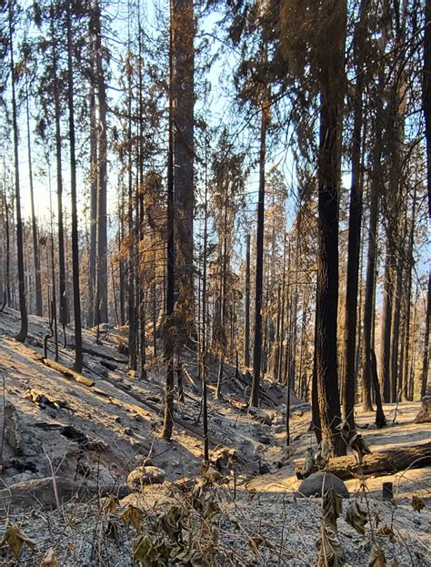 About The Sequoias Giant Sequoia Lands Coalition