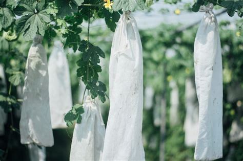 Premium Photo Close Up Of White Flowers Hanging On Tree