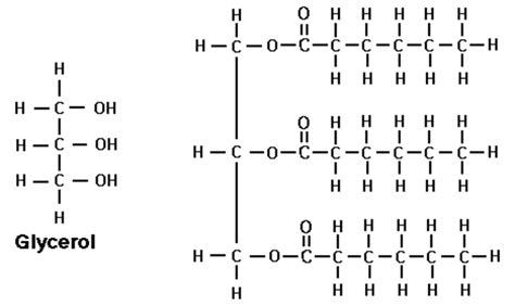 Triglycerides Molecule Structure