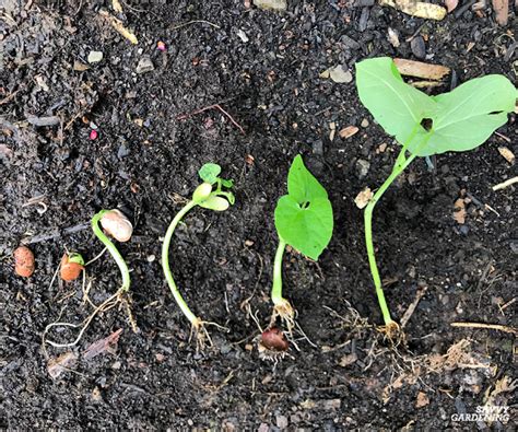 Lima Beans Planting And Growing Tips For Vegetable Gardeners
