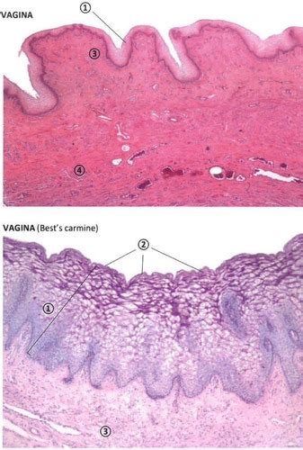 Vaginal Mucosa Histology