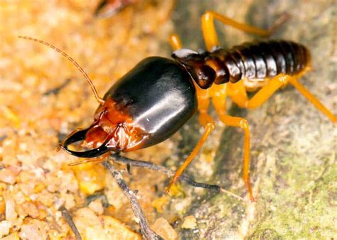 Bugs That Look Like Cockroaches
