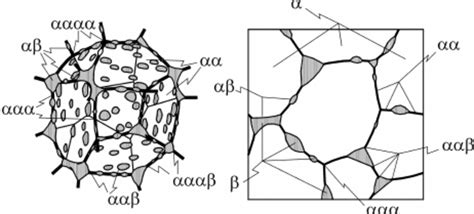 Microstructure With β Phase Particles Distributed On The Grain Download Scientific Diagram