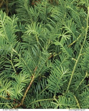 Conifers To Consider Fine Gardening Fine Gardening Conifers Garden