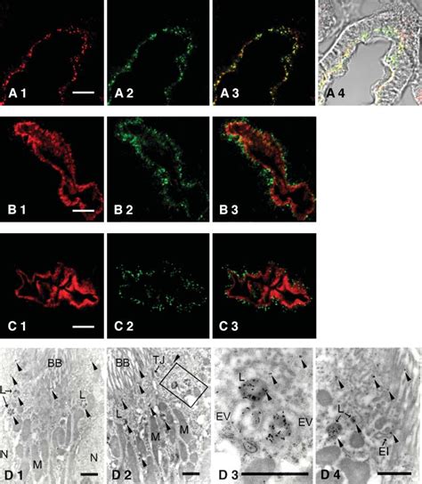 ApoA II Colocalizes With ApoA I Cubilin And Megalin In Kidney Download Scientific Diagram