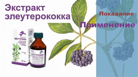 Настойка элеутерококка применение настойки элеутерококка