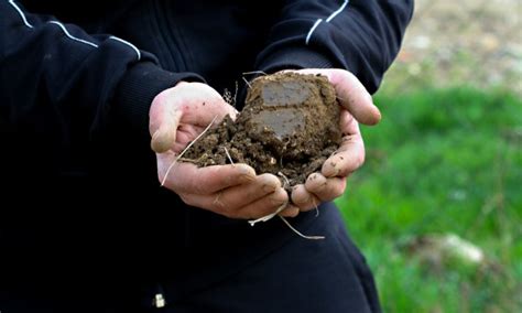 5 Common Soil Problems And How To Fix Them Smart Tips