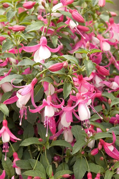 17 Of The Best Fuchsia Varieties To Grow In Your Garden