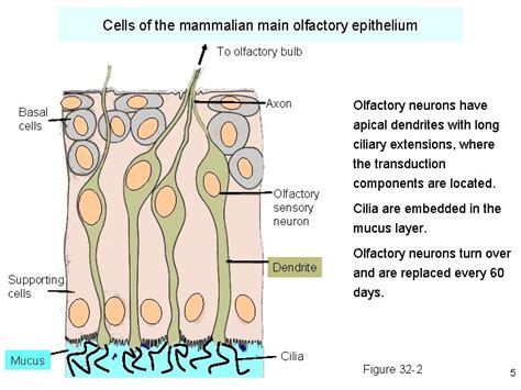 What Is Olfaction Bi Cns 150 Lecture 20