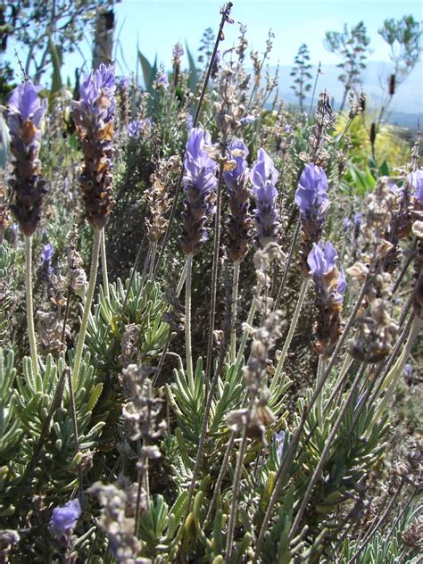 Lavandula Dentata French Lavender