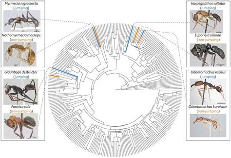 Parallel And Divergent Morphological Adaptations Underlying The