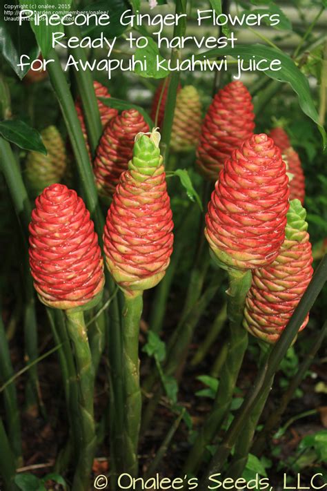 Plantfiles Pictures Zingiber Species Bitter Ginger Pine Cone Ginger