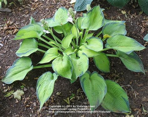 Hosta Princess Anastasia In The Hostas Database