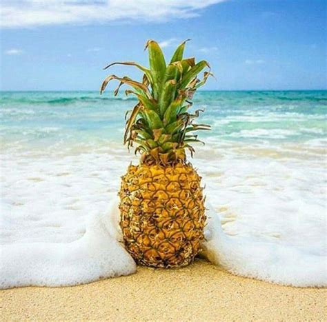 설레임 가득한 오아후섬 프라이빗 단독 맞춤투어8시간 줌줌투어 미국 하와이