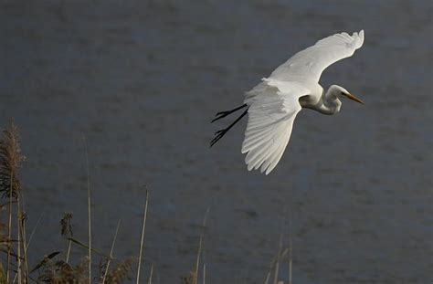 새 중대 백로 조류학 Pixabay의 무료 사진