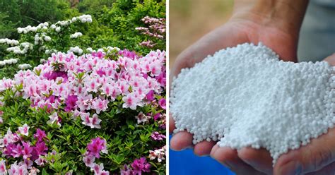 Easy Fertilizing Tips For Your Amazing Azaleas LeafyJournal