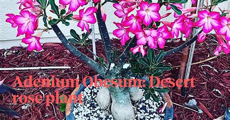 Desert Rose Plant Adenium Obesum Care And Tips
