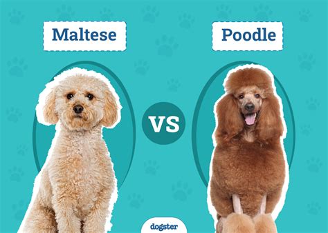 Adult Maltese Poodle