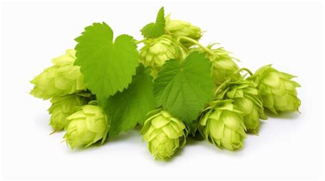 Premium Ai Image Fresh Hops Leaf And Wheat Grains Isolated On White