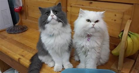 My Two Cats Imgur