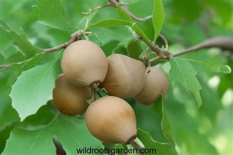 A Comprehensive Guide To Identifying Acorn