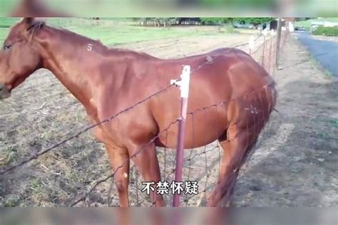 狗子到电网旁撒尿，结果下一秒被电惨了，镜头记录搞笑瞬间！镜头电网结果