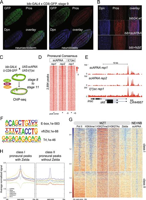 Genome Wide Mapping Of Proneural Binding In Drosophila Neuroectoderm