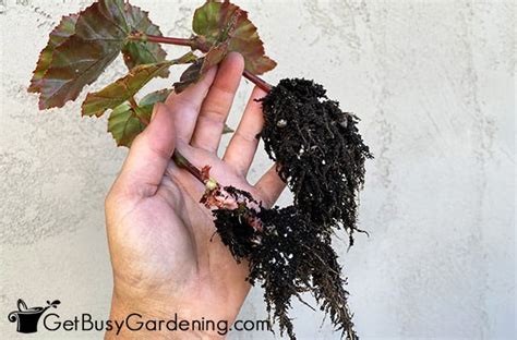 Propagating Begonias In Water Or Soil 6 Easy Steps Get Busy Gardening