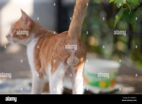 My Cats Anus Sticking Out At Heidi Tan Blog
