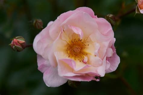 Rosa ‘Brise parfum’ – de Fruitberg