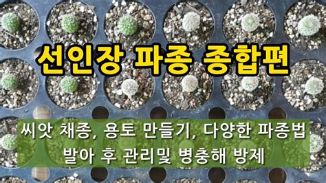 선인장 파종의 모든 과정 씨앗 채취 용토 만들기와 소독 씨앗 파종법의 종류 겨울철 파종법 파종 시기 발아후 유묘