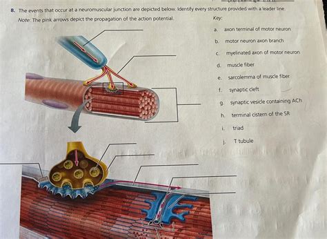 Motor Neuron Axon Terminal