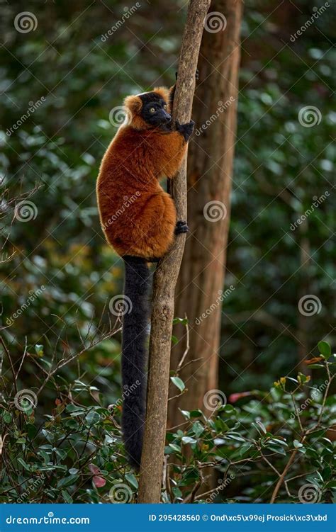 Madagascar Wildlife Red Ruffed Lemur Varecia Rubra Park National
