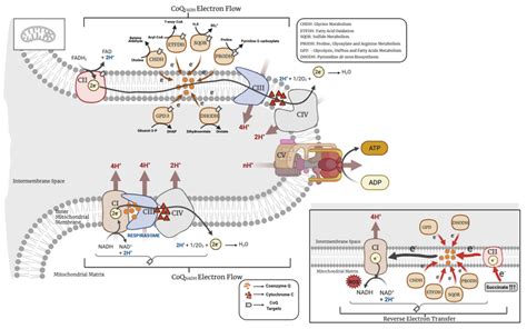 Metabolic Targets Of Coenzyme Q10 In Mitochondria