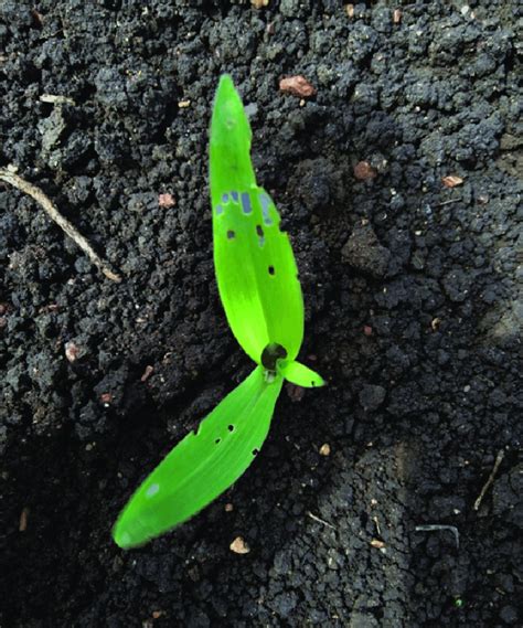Faw Infestation At Eight Days After Germination Of Maize Download Scientific Diagram