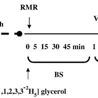 Graphical Representation Of The Experimental Protocol RMR Indicates Download Scientific