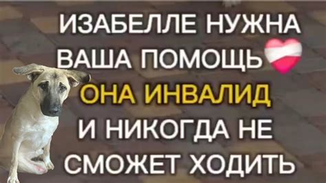 💔🐕‍🦺ЕЙ НЕ ВЫЖИТЬ НА УЛИЦЕ 🙏🏻🙏🏻🙏🏻Умоляю помогите оплатить передержку собаке инвалиду🆘️🆘️🆘️ Youtube