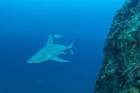 Shark Sex Lives Secrets Reveal Love Hurts But Wounds Heal Oceanographic