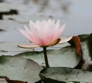 Chinese Flower Symbolism A Comprehensive Guide