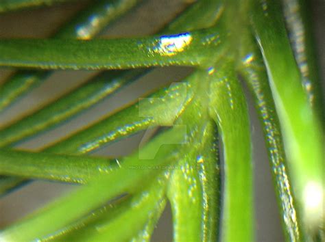 Pine Needle Microscopic By Photos N Art On Deviantart