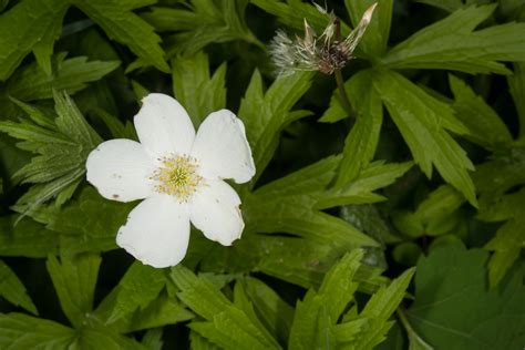 Anemone Canadensis Canada Anemone