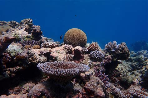 Beating The Heat Pacific Coral Reef Shows Unprecedented Increase In Climate Resistance