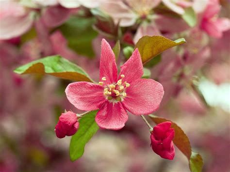 Красивые цветы сирени · бесплатная фотография от Ya1702480368002 картинки и обои на рабочий стол