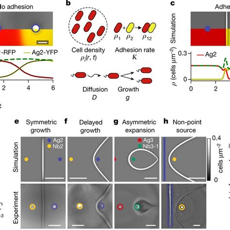 Key Interface Properties Can Be Rationally Controlled In Quantitative Key Interface Properties Can Be Rationally Controlled In Quantitative