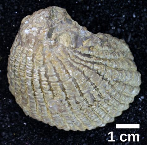 Cretaceous Bivalves Gallery Sam Noble Museum