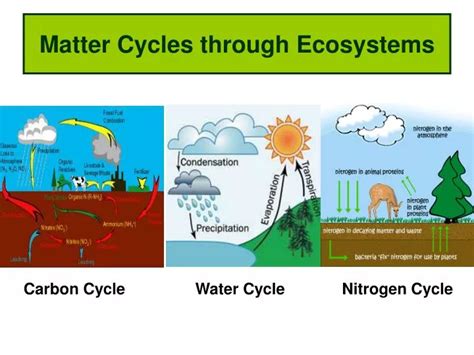 Ppt Matter Cycles Through Ecosystems Powerpoint Presentation Free