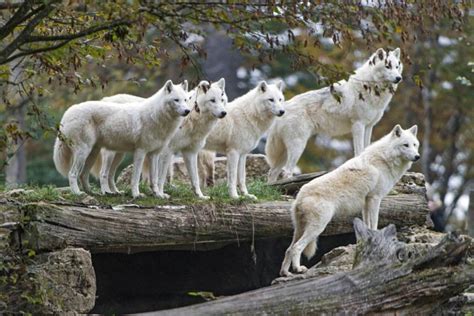 Role Of The Pack In Wolves