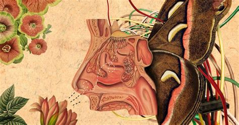 Olfactive Biosolutions On Linkedin New Ai Strategy Mimics How Brains Learn To Smell Quanta