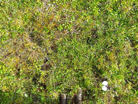 Ground Based Vegetation Community Photos Toolik Lake Area Alaska