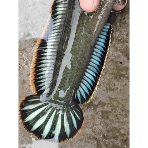 南鳢雷龙 南鳢雷龙鱼 第3页 大山谷图库